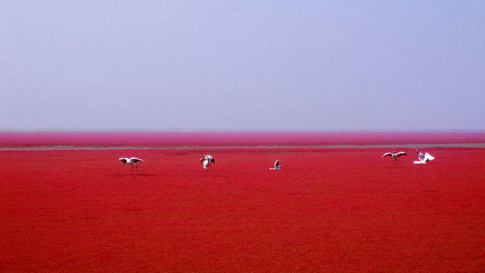 Clancy Tucker's Blog: 2 May 2019 - CHINA'S SPECTACULAR RED MARSH