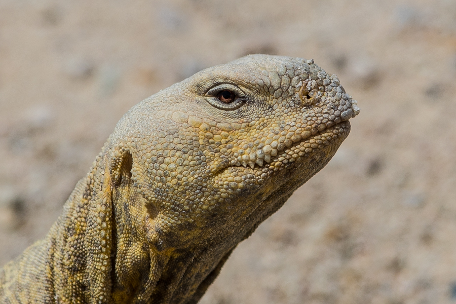Birds of Saudi Arabia: Arabian Spiny-tailed Lizard - Qariyat Al Ulya