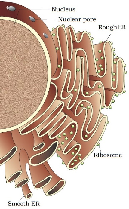 Cell The Unit of Life - Notes | Class 11 | Part 3: Eukaryotic Cell - 1