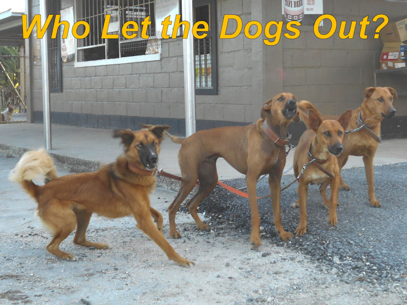 Out of the Blue, Into the Black: Who Let the Dogs Out?