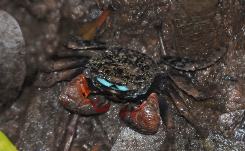 A Wandering Naturalist: Singapore: On the Boardwalk