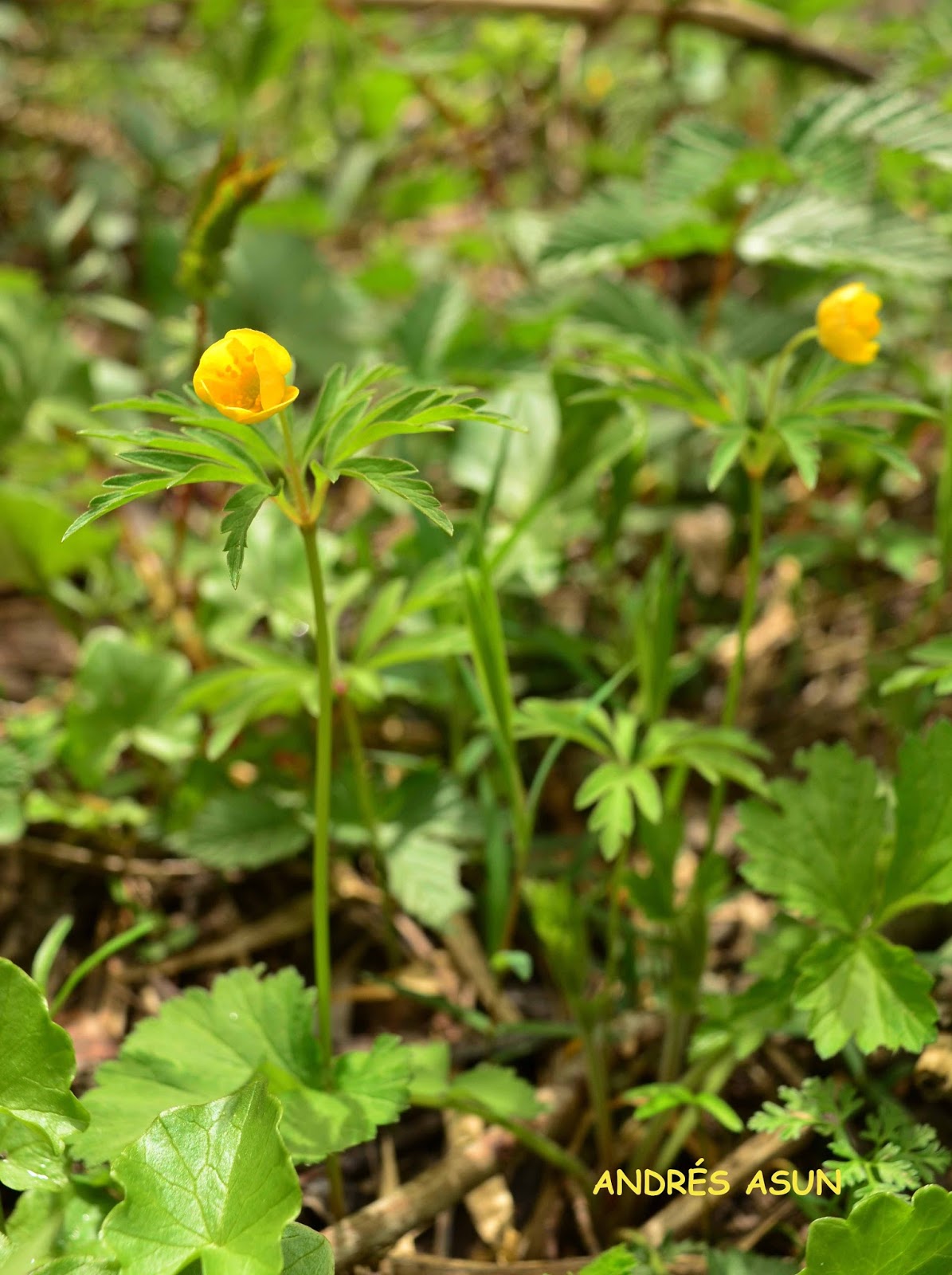 Flores silvestres de la Cordillera Cantábrica: RANUNCULACEAS ...