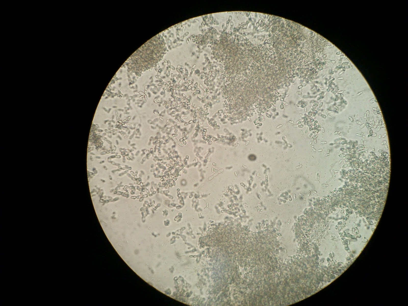 Prácticas de Temas Selectos de Biología 606 2014-2015: Practica 3 ...