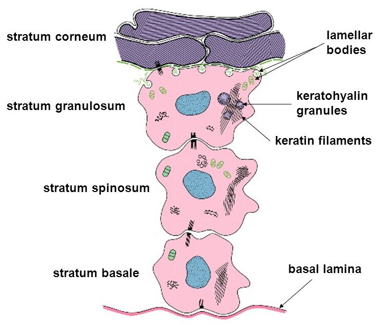 Beauty Note | Formation of New Skin Cells