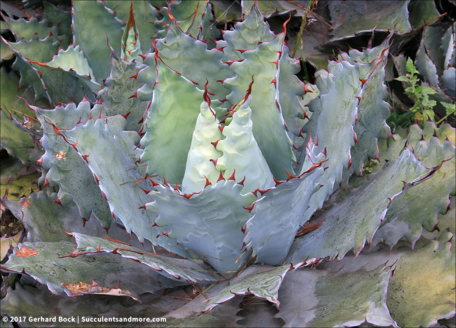 Today is National Agave Day!