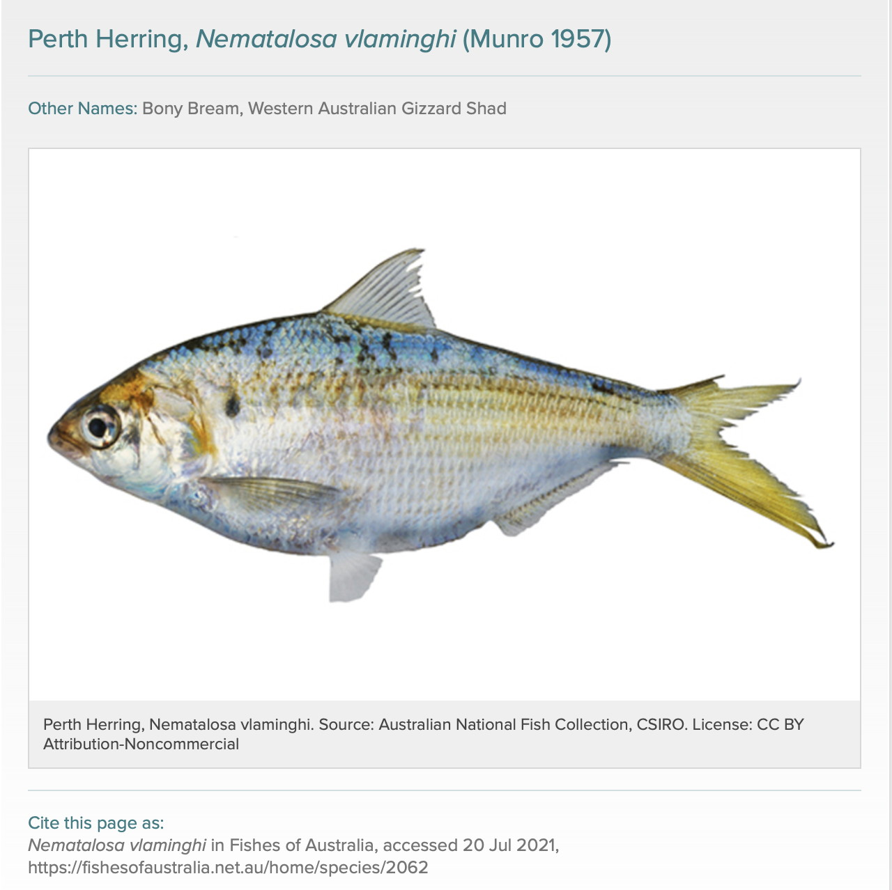 Zoology Jottings: Tinned fish for the Australian Army canned; zoology ...