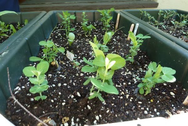 gastroblog: planting stuff