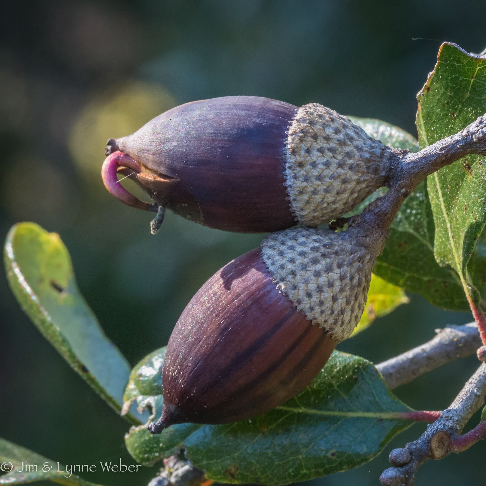 NatureWatch: Astonishing Acorns