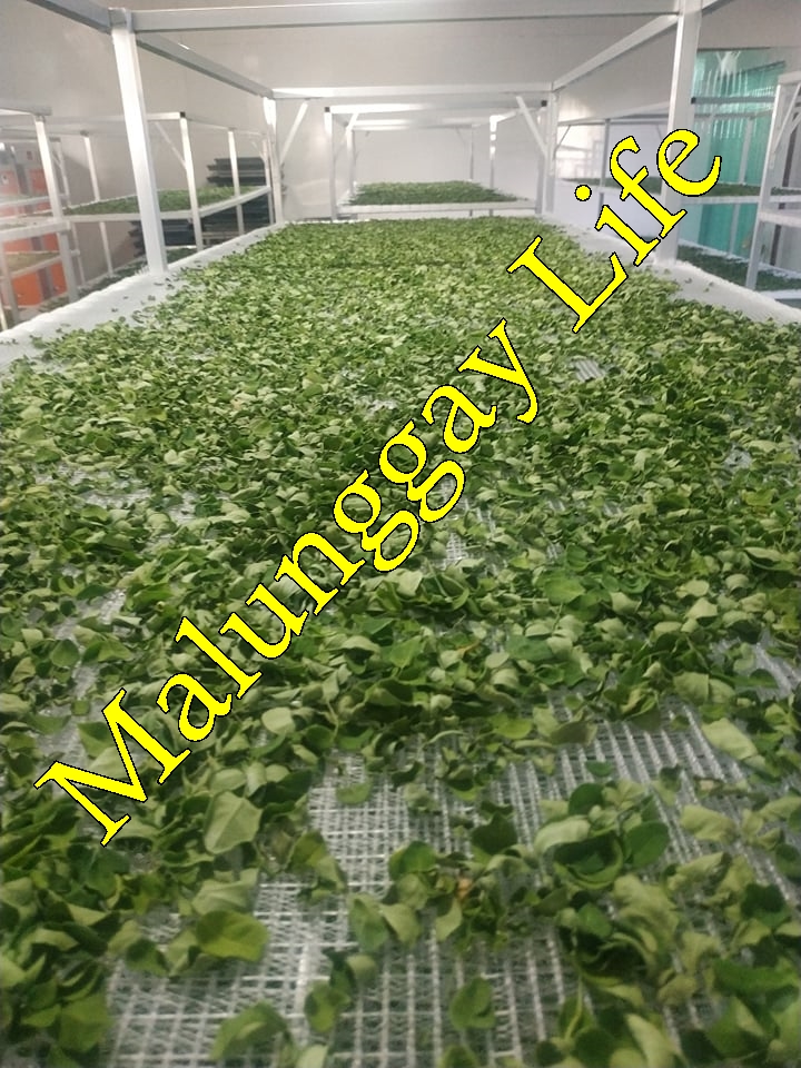 Moringa Farm / MalunggayLife Agri Farm Philippines