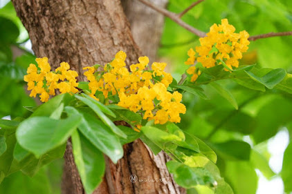 10. Union of Myanmar:Padauk flower