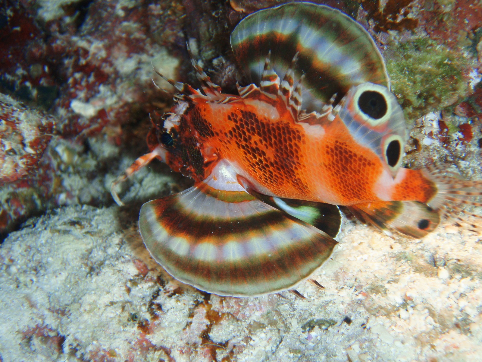 Real Monstrosities: Twospot Turkeyfish
