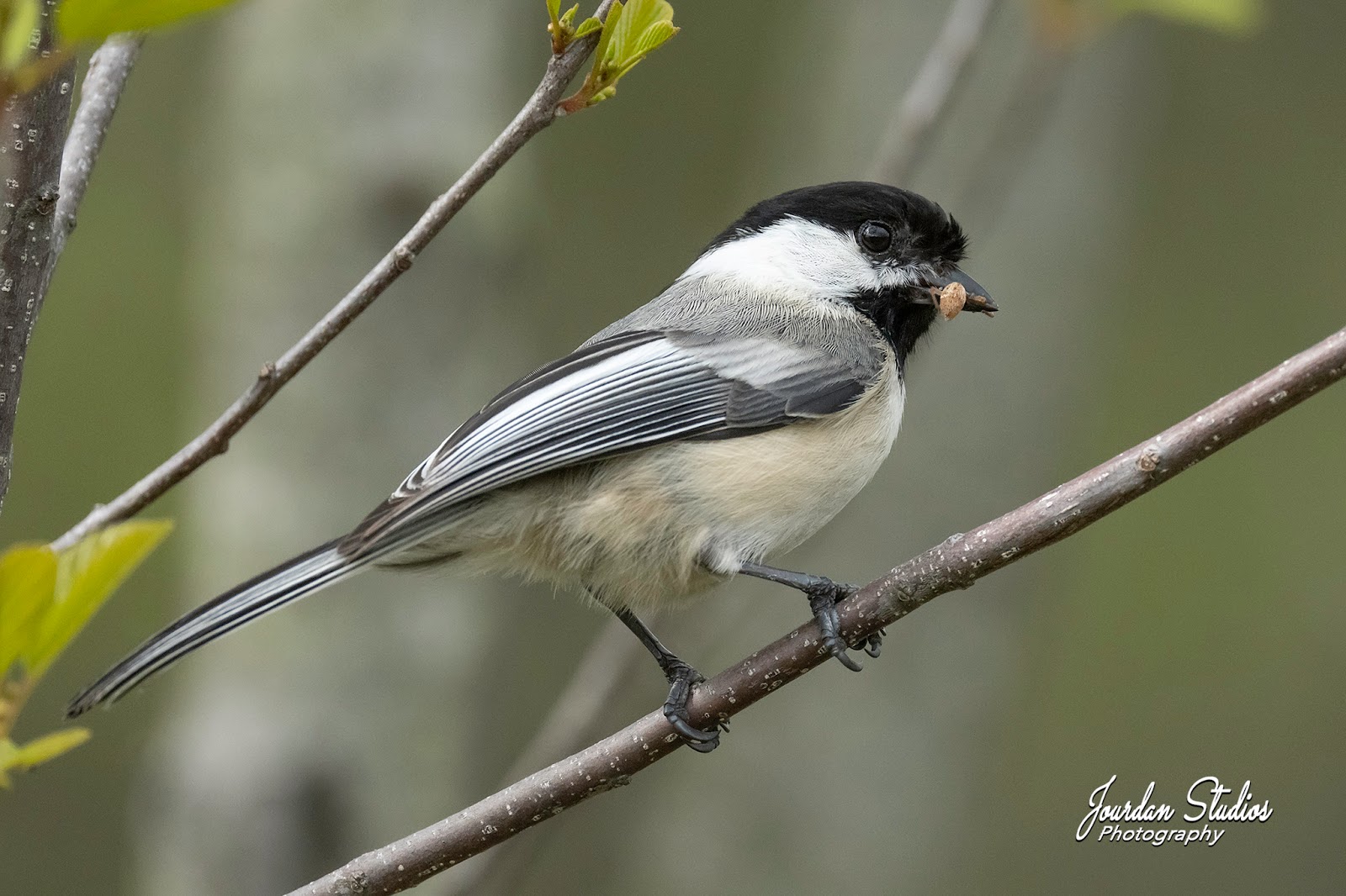 Nesting Chickadees - 15 May 2020