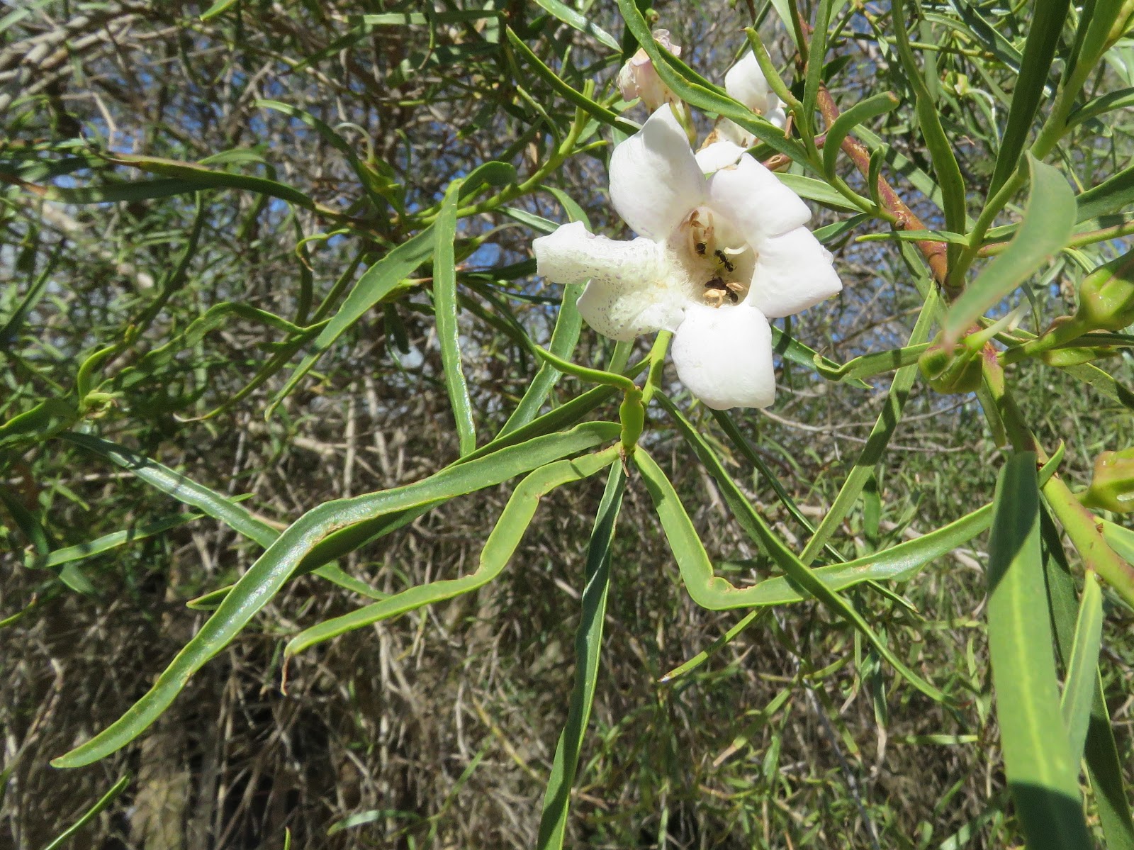 This is not a turpentine bush