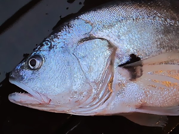 ANGLING WORLD 魔魚釣界: The Exotic Amazon Game Fish - Aimara