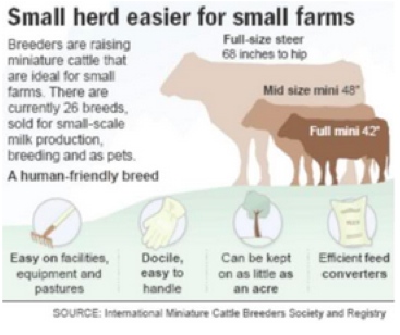 10 Miniature Cattle Breeds for Your Small Farm | Big Picture Agriculture