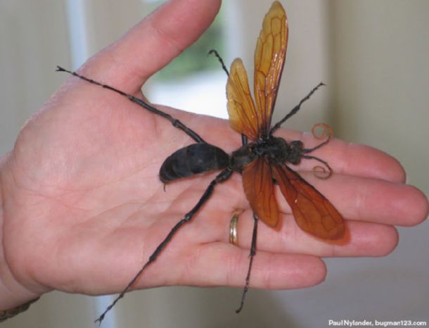 Photography Moments: Some Of The Worlds Biggest Bugs