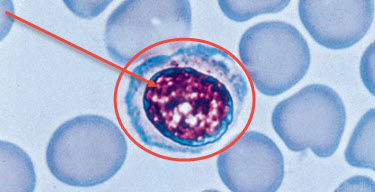 LIMFOSIT - BIOLOGI KEHIDUPAN
