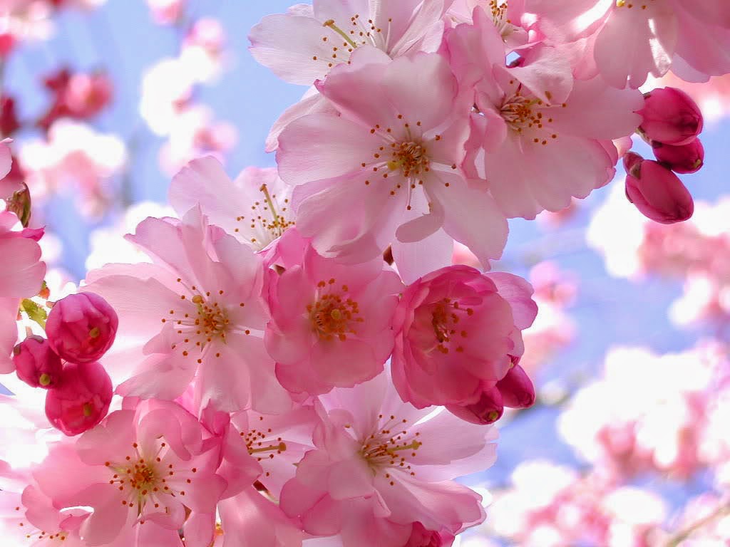 Kumpulan Gambar Bunga Sakura Pilihan, Sangat Cantik dan Indah!:Blog Bunga