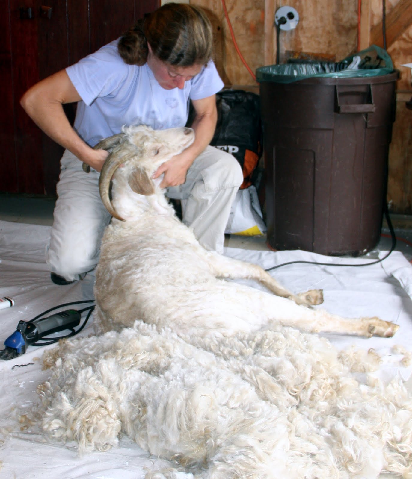 FairWinds...: Shearing...