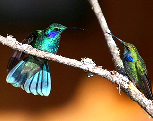 Bellas Aves de El Salvador: Colibri thalassinus (colibrí de oreja violeta)
