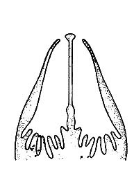 Comparative Zoology by Dr. Vidhin Kamble B. Sc.- III and B. Sc- I ...
