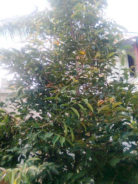 Flowers & Fruits! : Kala Jamun