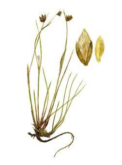 Всё о бегониях и не только...: Ситник стигийский / Ситник грязноводный ...