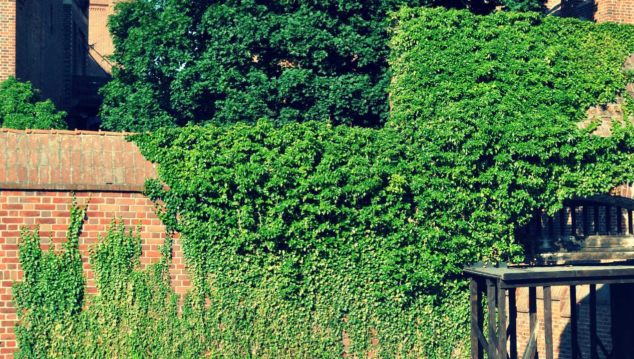 5 Tanaman Rambat yang Ramah Untuk Dinding, Kamu Punya? - Lim Corporation