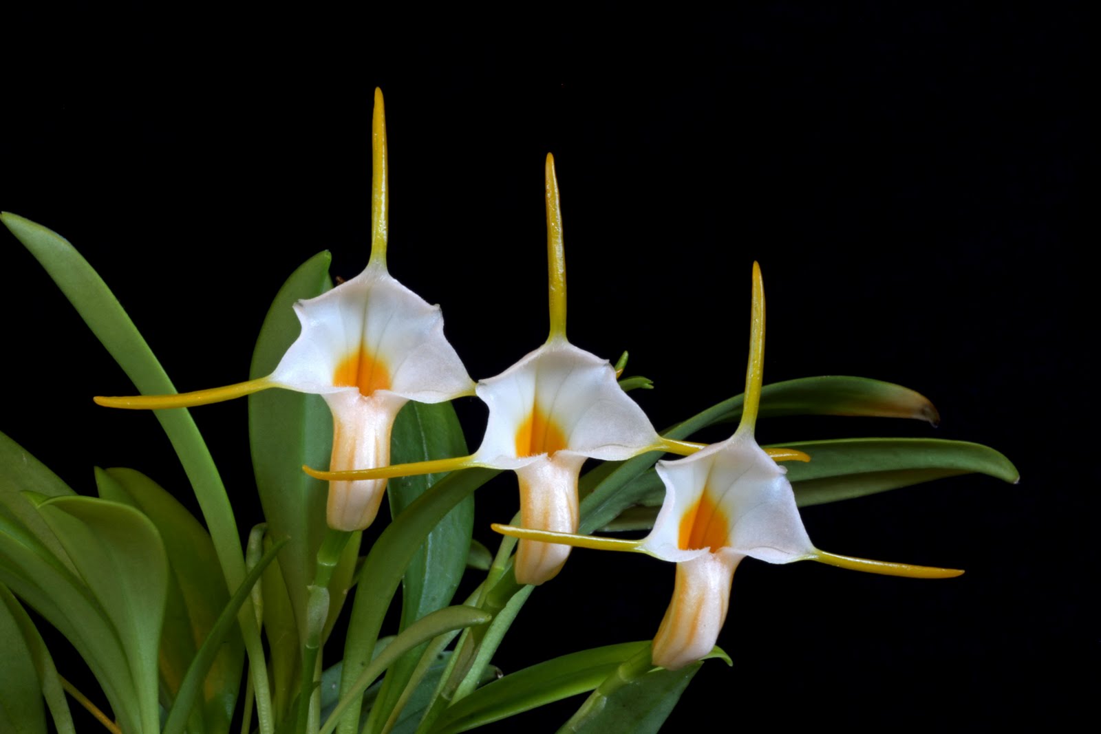 Orchids in Bloom: Saltatrices Masdevallias