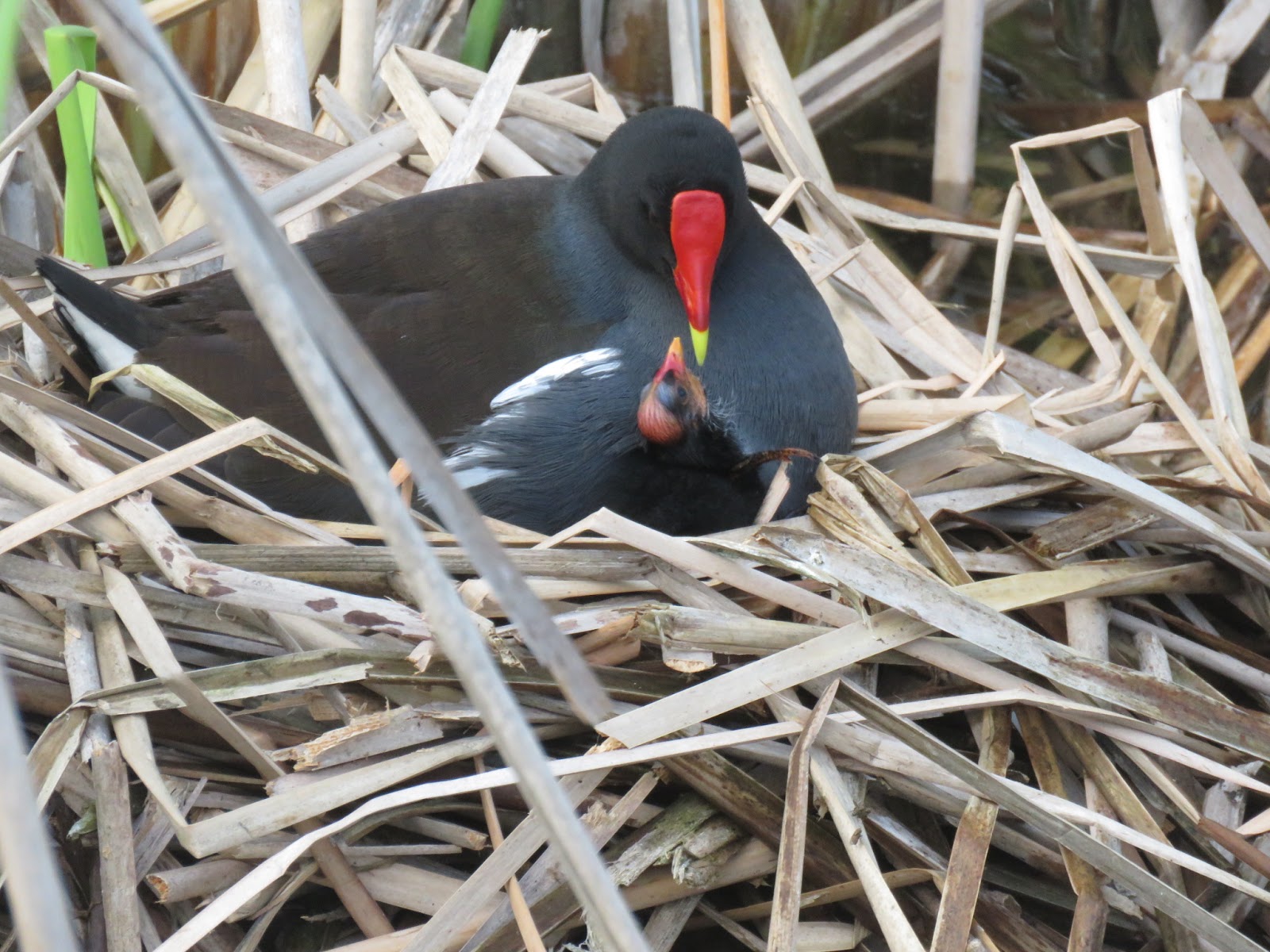 Bird & Travel Photos, Birding Sites, Bird Information: FEMALE COMMON ...