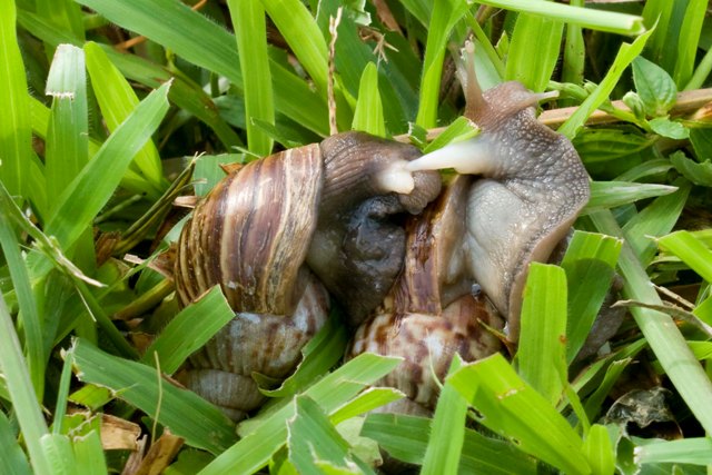 Singapore Wild Animals: Molluscs