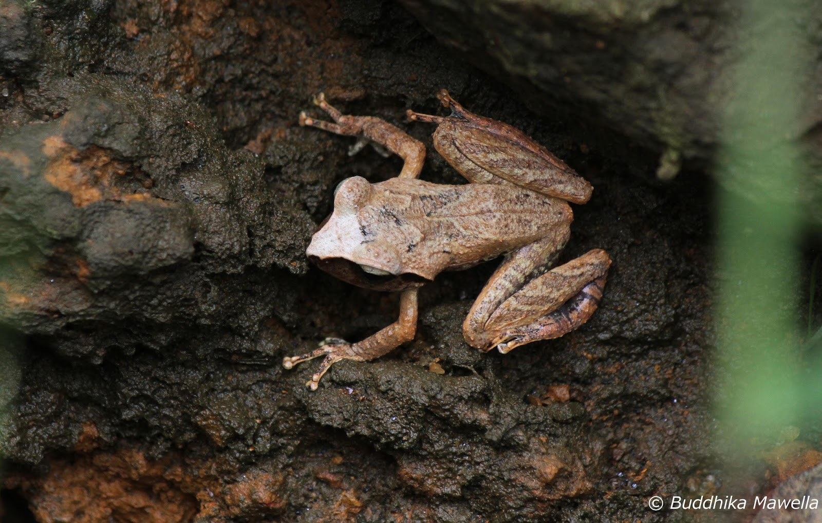 Lanka Nature Summary: Pug-nosed shrub frog (Pseudophilautus silus)