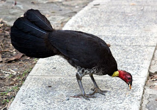 ~ Anna in Australia ~: Bush-turkey Madness