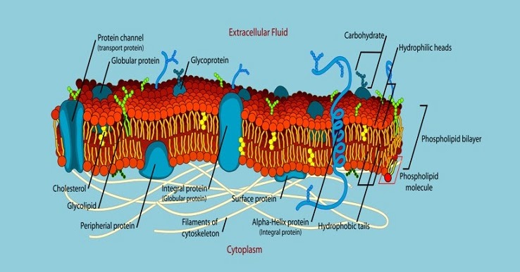 Apa sih Sel dan Membran Sel itu? | Belajar Sampai Mati