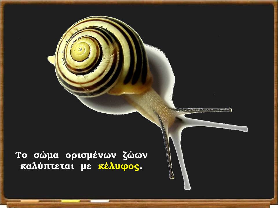 Παίζω και μαθαίνω: ΤΑ ΖΩΑ