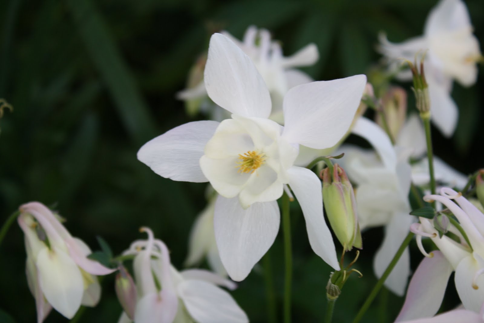 Planter i bestemors hage: Akeleie