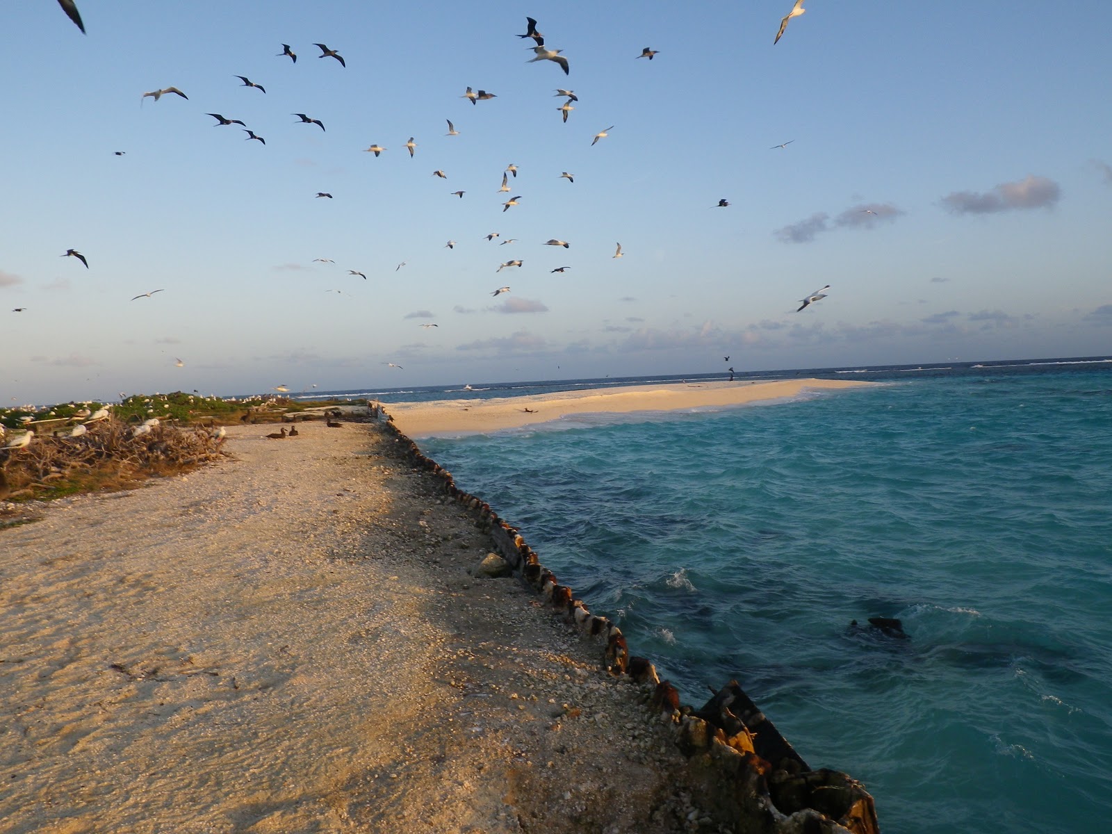 French Frigate Shoals (Kānemilohaʻi):Tern Island Blog: A new season