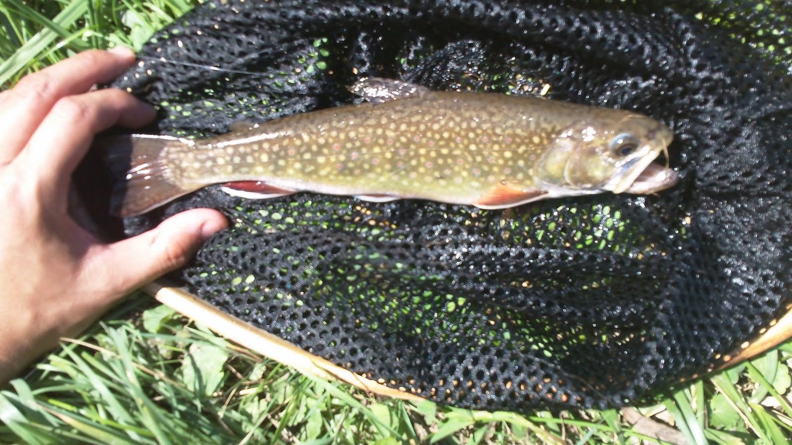 Illinois Wisconsin Fishing: crossing paths – iowa county trout