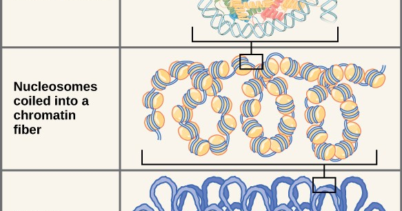 Lets Go Blog (Science, Technology and Information): EUKARYOTIC ...