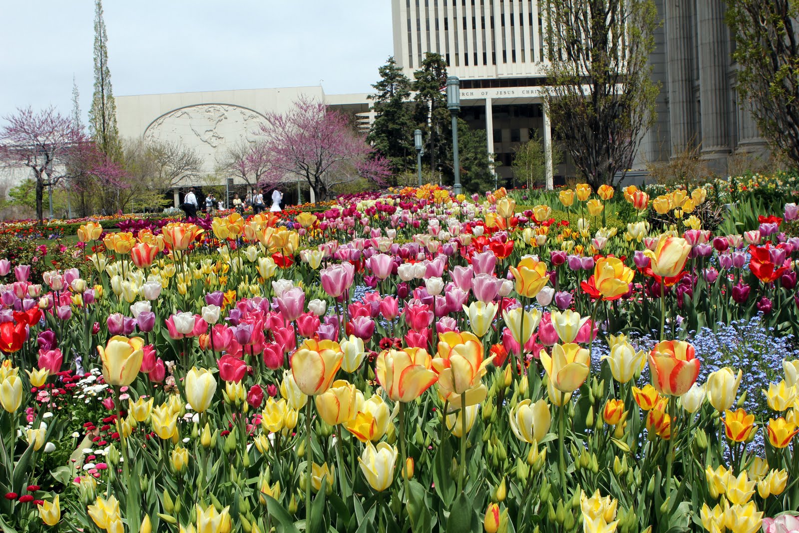 Springtime, Downtown Salt Lake City - SkyscraperPage Forum