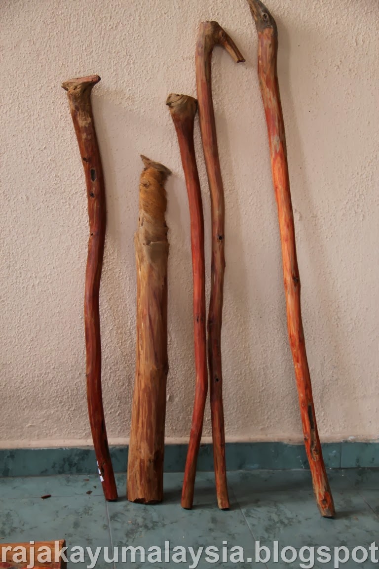 Raja Kayu Malaysia: Raja Kayu