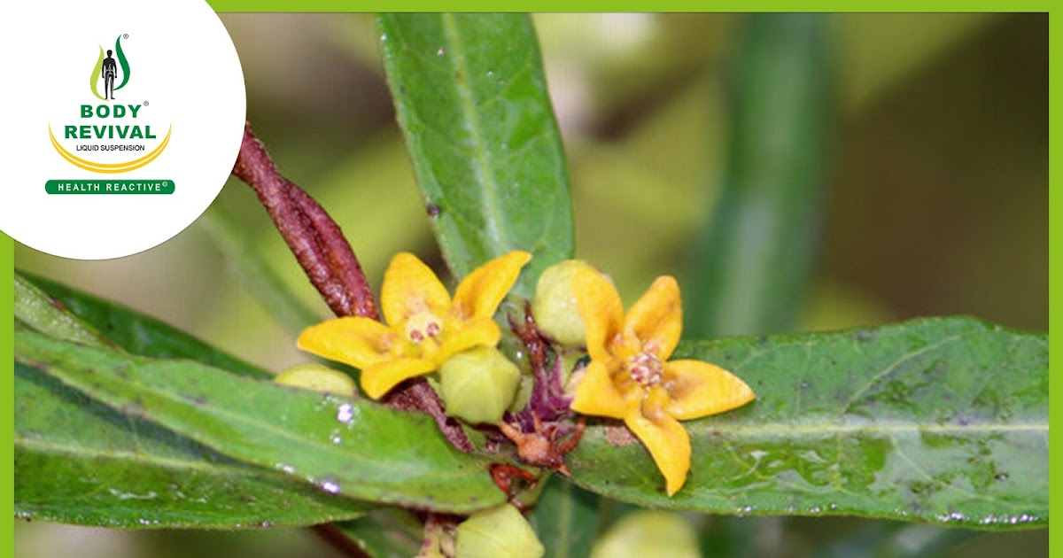 Sarsaparilla (Anantamul) : Benefits, Risks, Dose & Side Effects