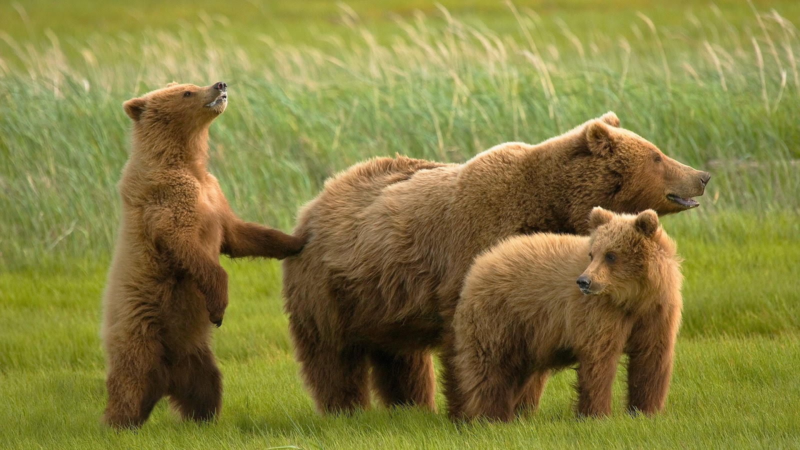 Three Bears in the Grass - Mystery Wallpaper