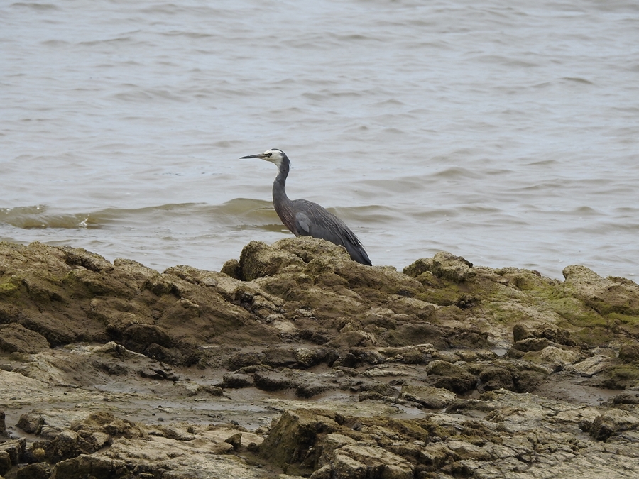 photographing New Zealand: critters and scenes