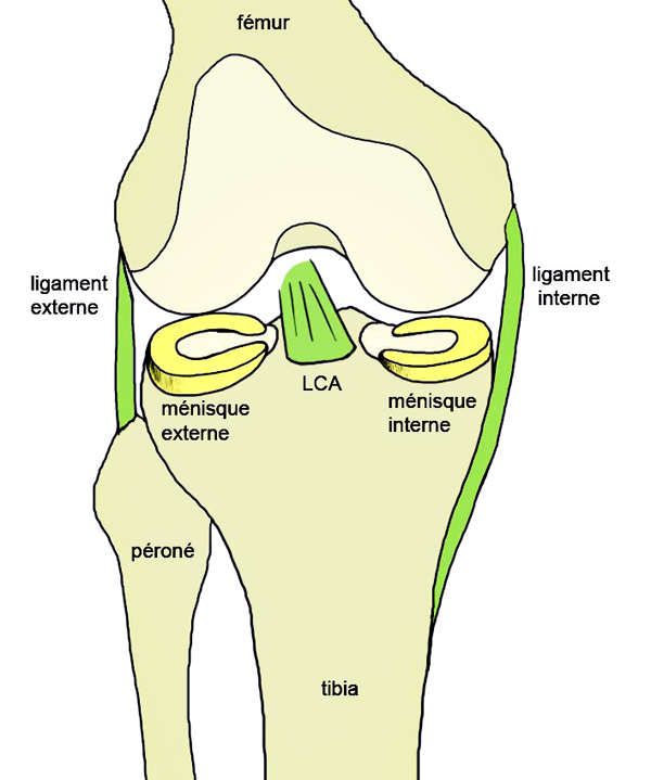 -labrum :(ou bourrelet) sont inconstants et servent à augmenter la ...