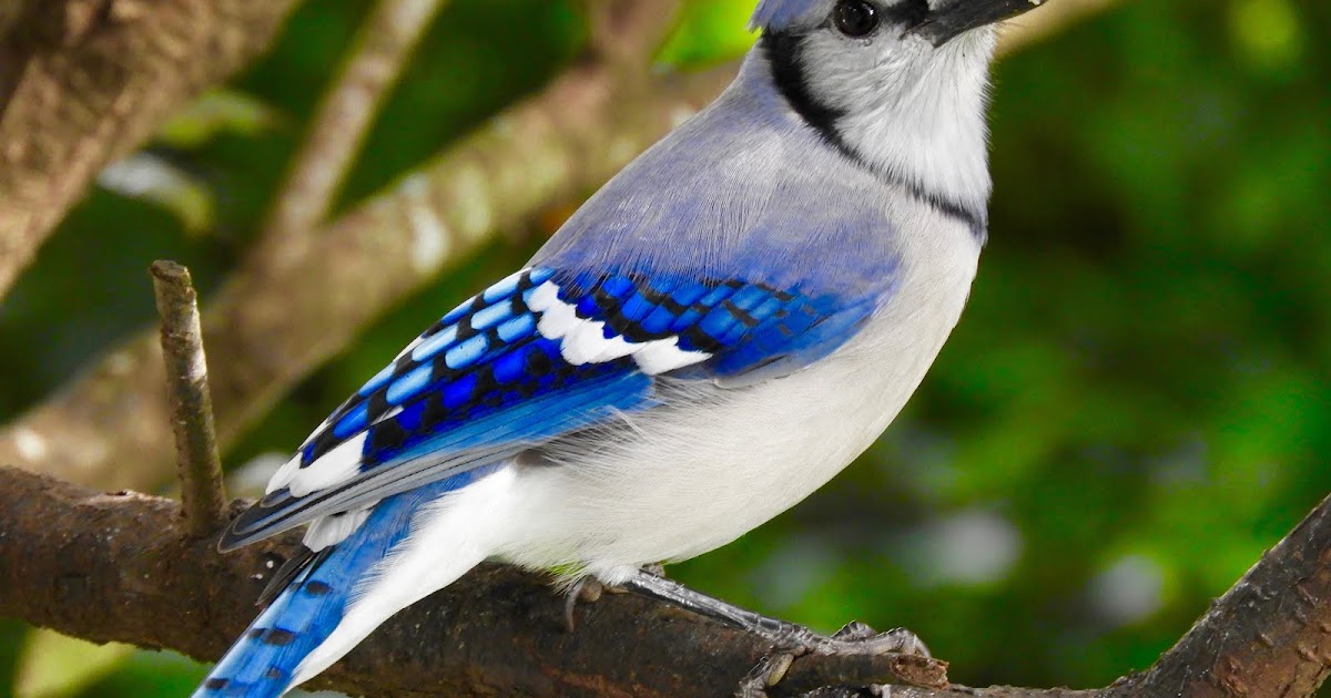 It's All About Purple: Playing With The Blue Jays