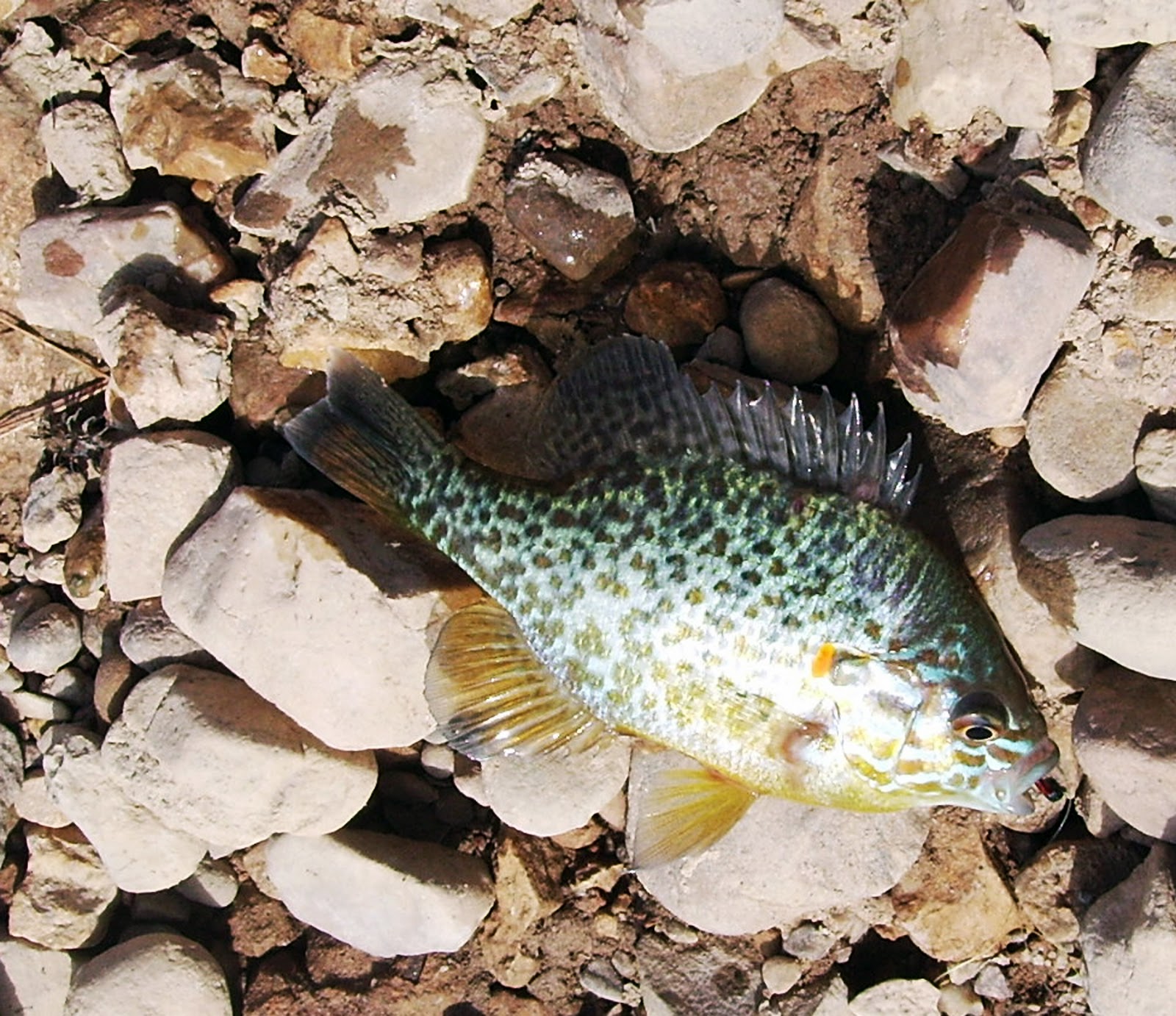 escamas doradas: Especies exóticas invasoras (RD 1628/2011)