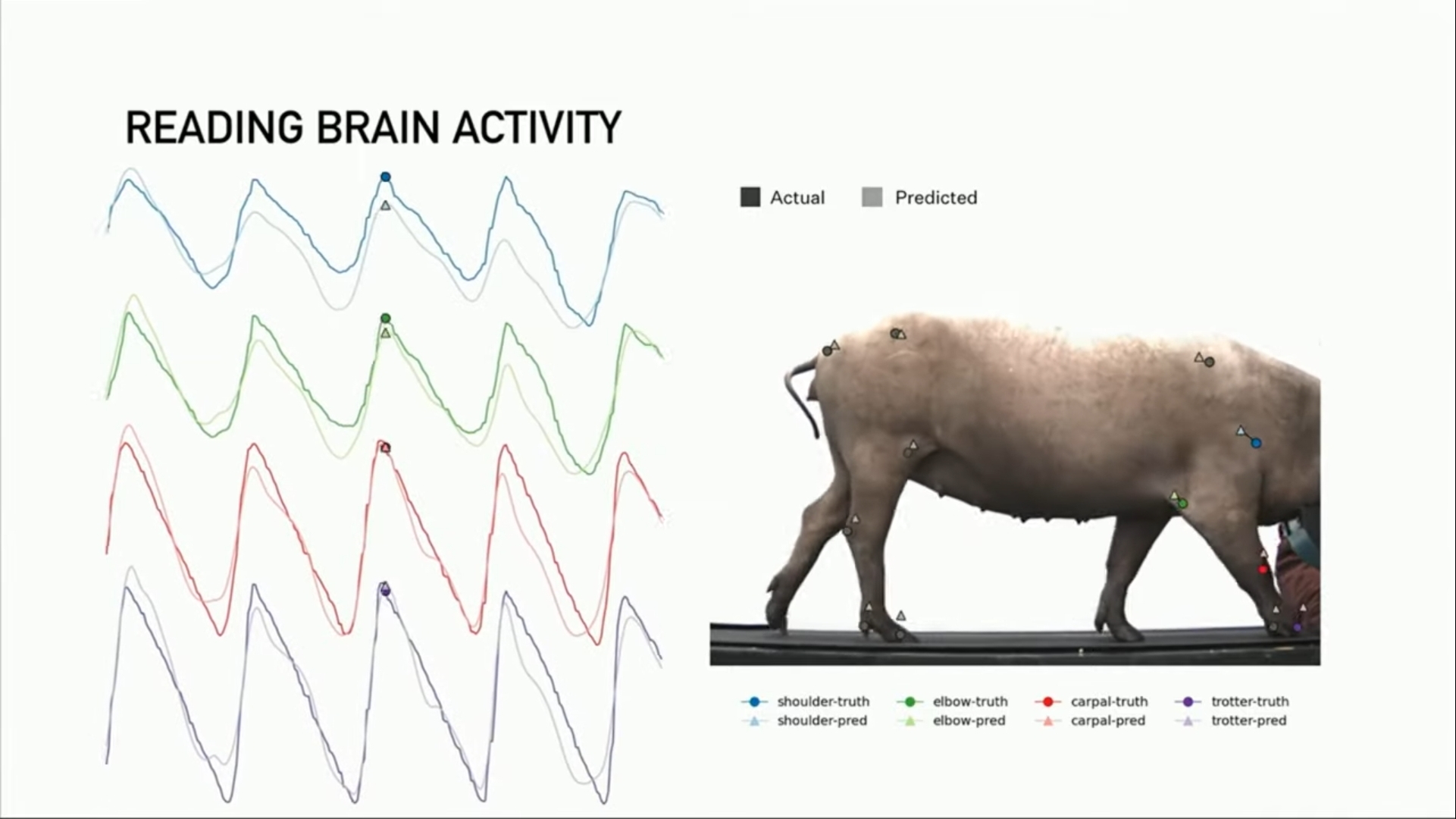 Neuralink : Musk reveals pigs in his demonstration