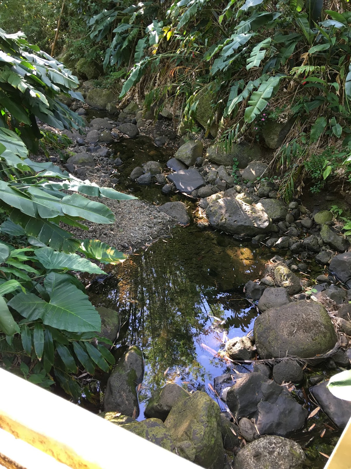 Video: Pukele, Wai‘oma‘o, Palolo Streams