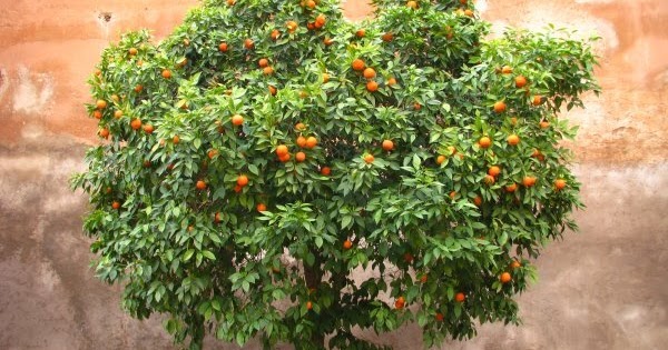 HOW TO GROW AN ORANGE TREE FROM SEED |The Garden of Eaden